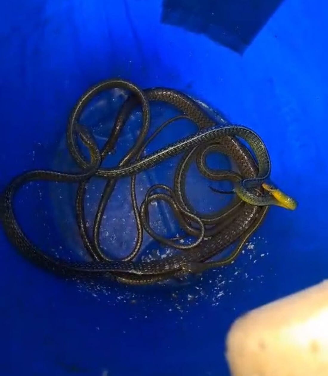 Cobras são encontradas dentro de máquina de lavar roupas em Jaguaruna ...